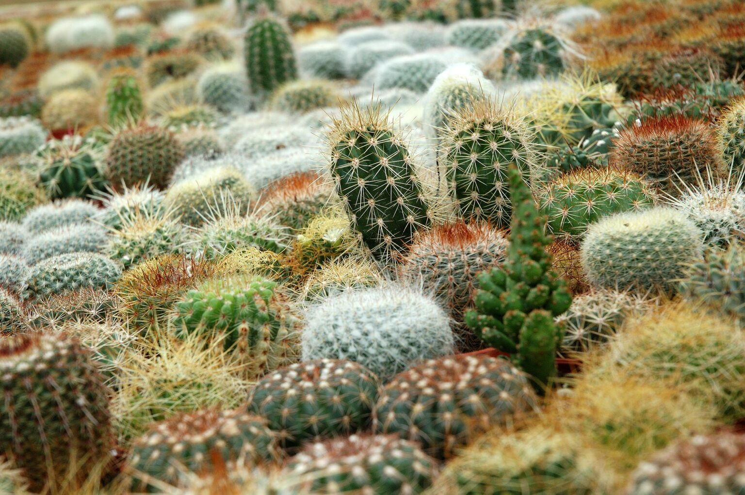Cactus kweken, hoe doe je dat? - Wapwinkel blog