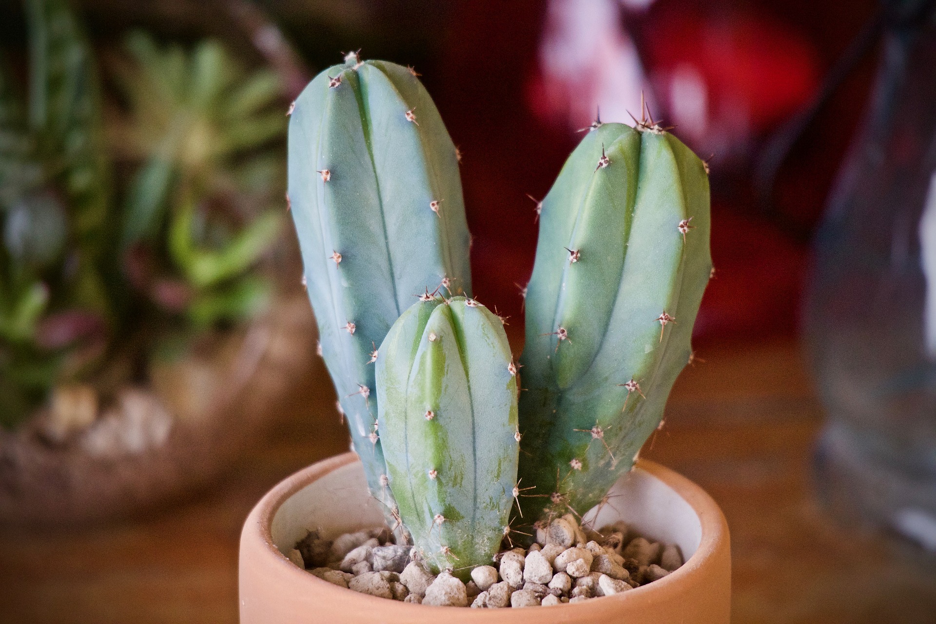 Cactus kweken, hoe doe je dat? - Wapwinkel blog