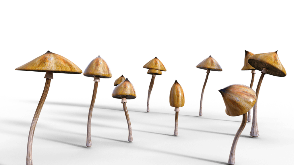 Gast heeft voor 8 miljoen aan paddo's in huis - Wapwinkel blog